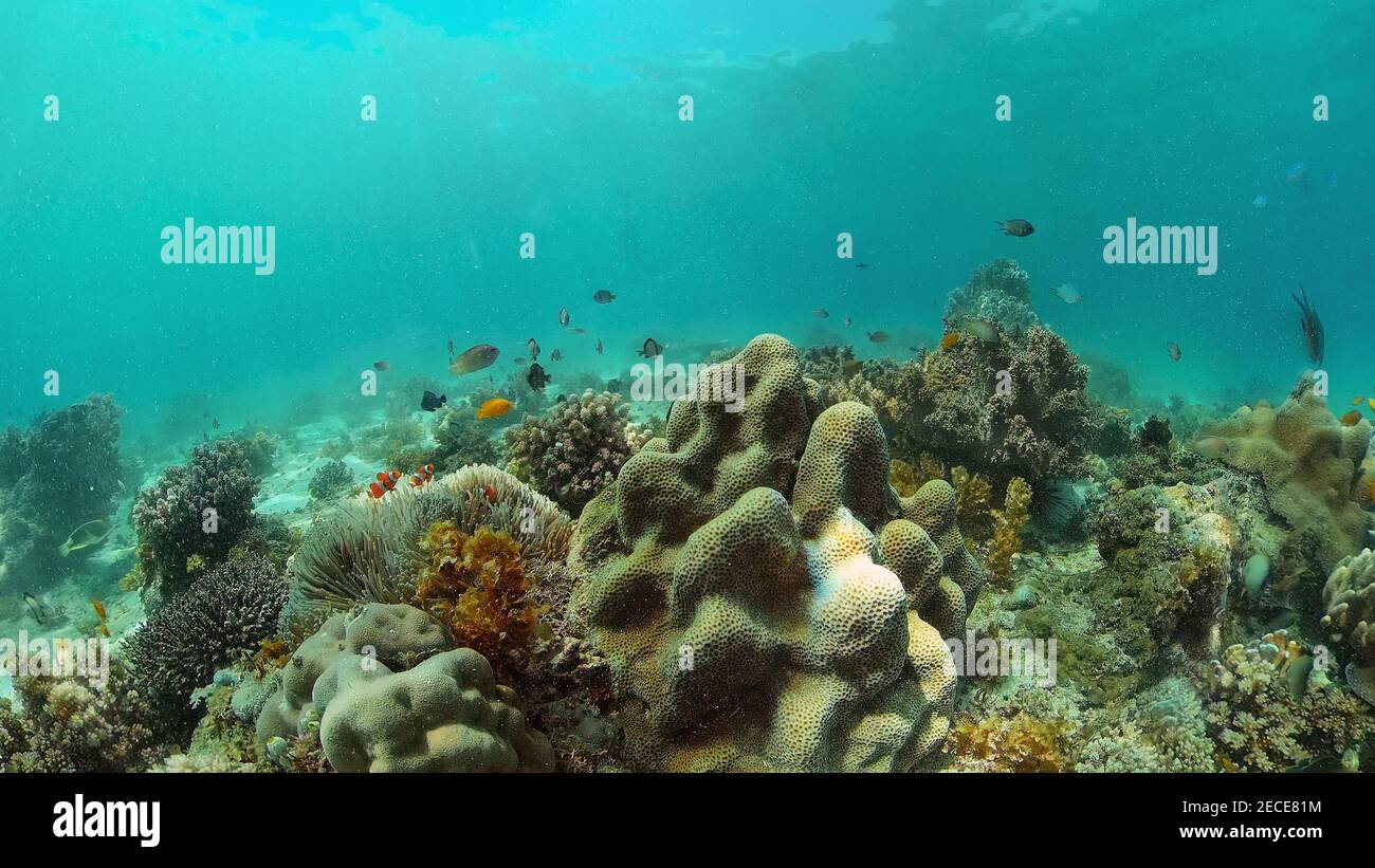 Tropical fishes and coral reef at diving. Underwater world with corals ...
