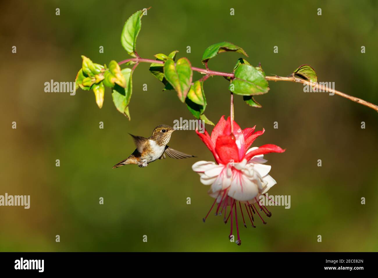 Volcano Hummingbird - Selasphorus flammula very small hummingbird which ...