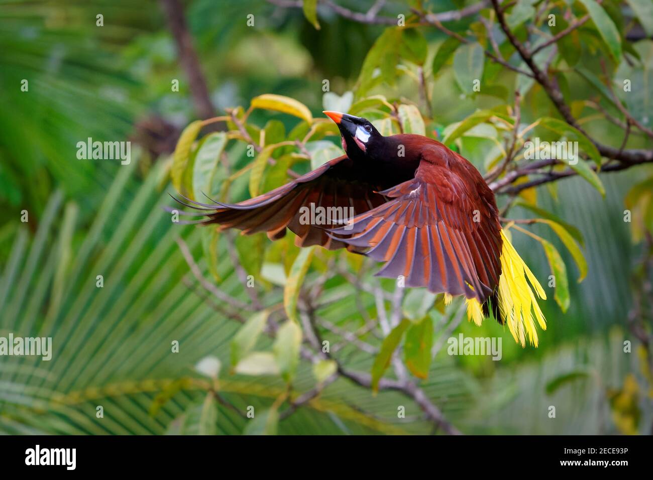 Flying tropical bird Montezuma Oropendola - Psarocolius montezuma New ...
