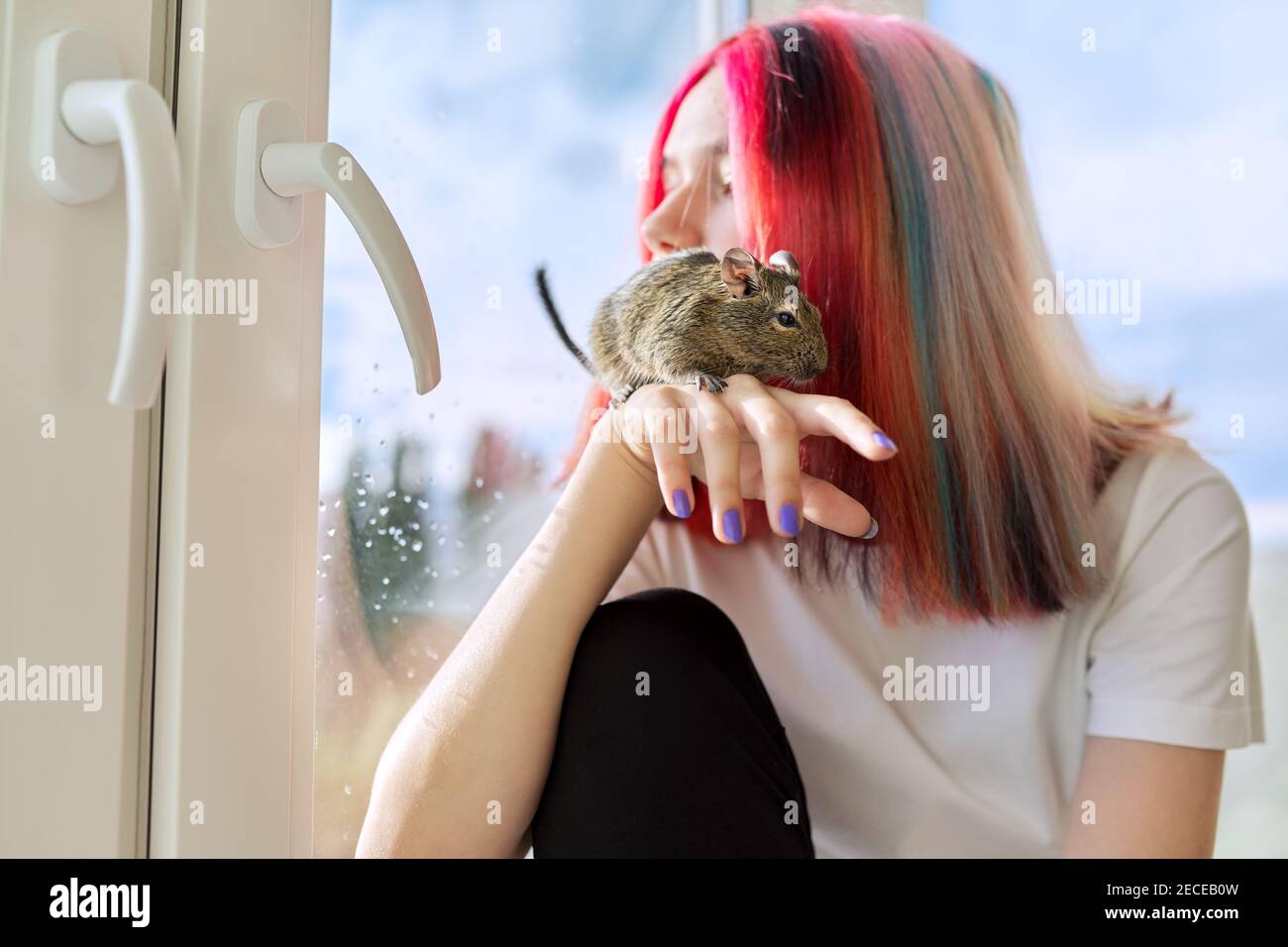 Young owner with pet and degu squirrel. Teenage girl looking out the ...