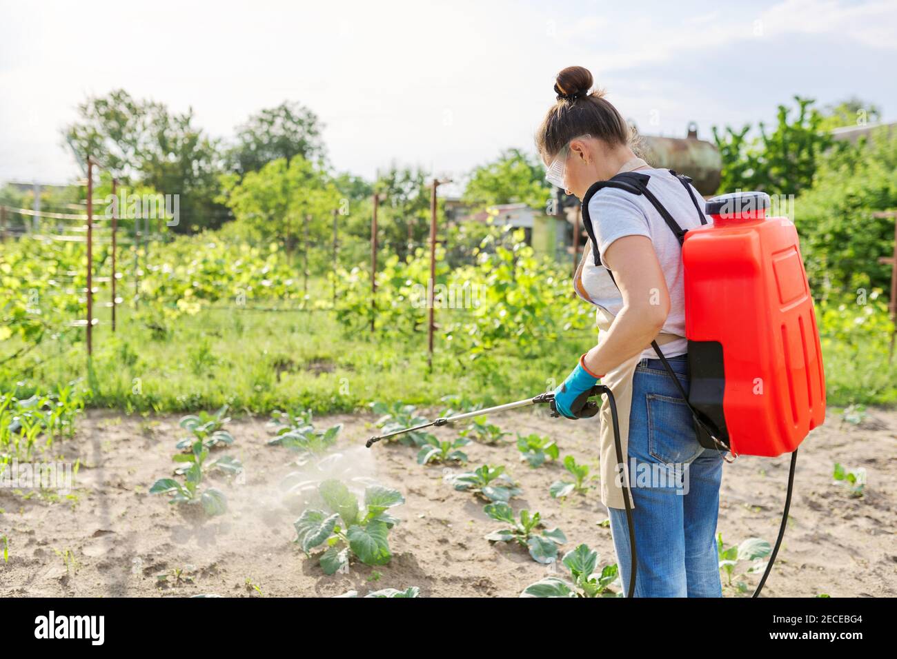 Farmer woman spraying cabbage plants in vegetable garden Stock Photo ...