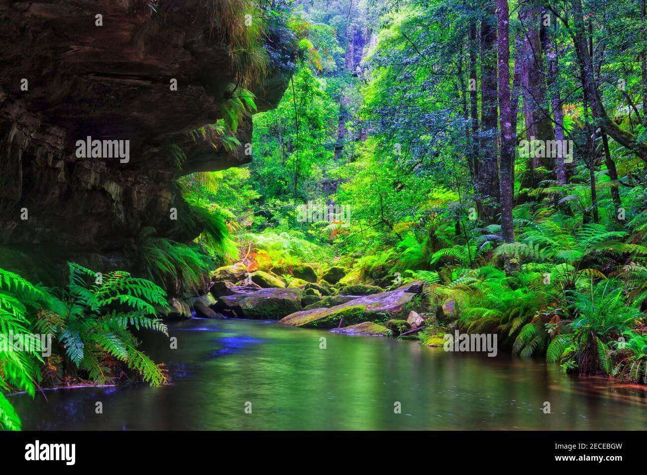 Scenic rainforest landscape of pristine nature with Billabong in the ...