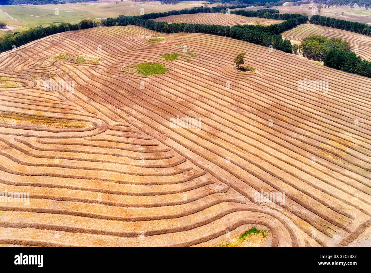 Harvested farmlands with straw lines on hill sides of Mayfield near ...