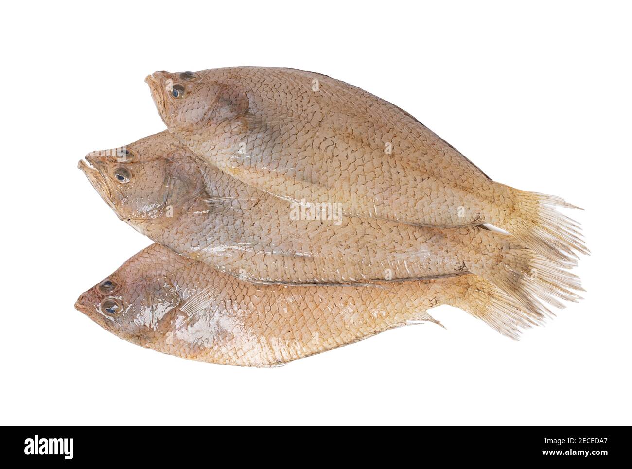 Fresh fish, dab on white background Stock Photo - Alamy