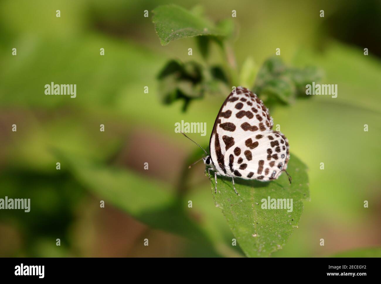 Vermin butterfly hi-res stock photography and images - Alamy