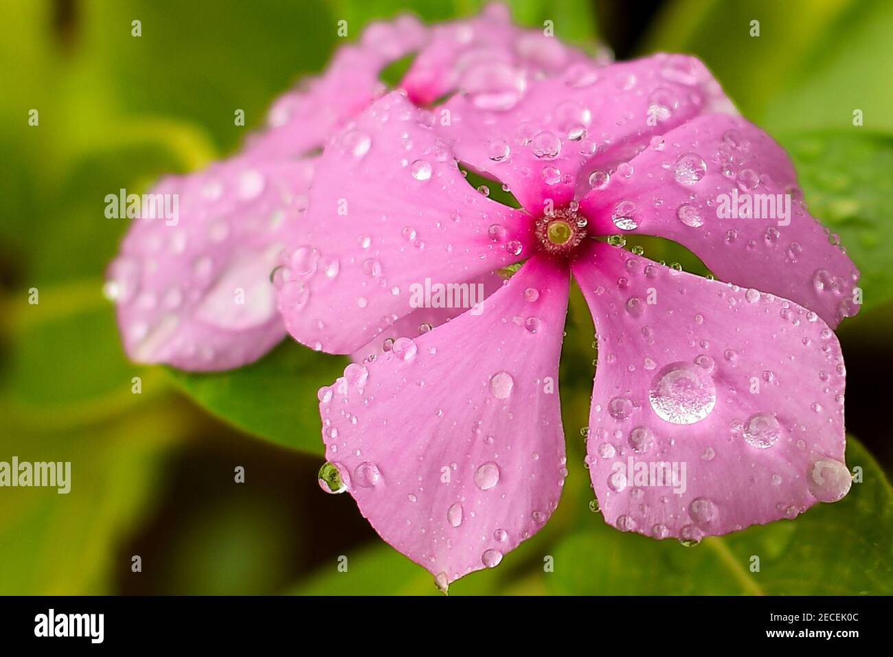 Cool flower hi-res stock photography and images - Alamy