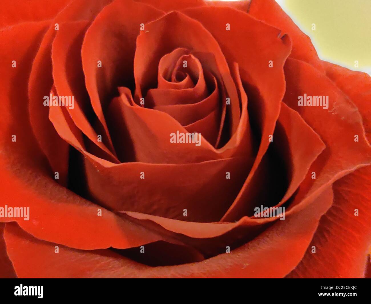 Fully bloomed red rose hi-res stock photography and images - Alamy