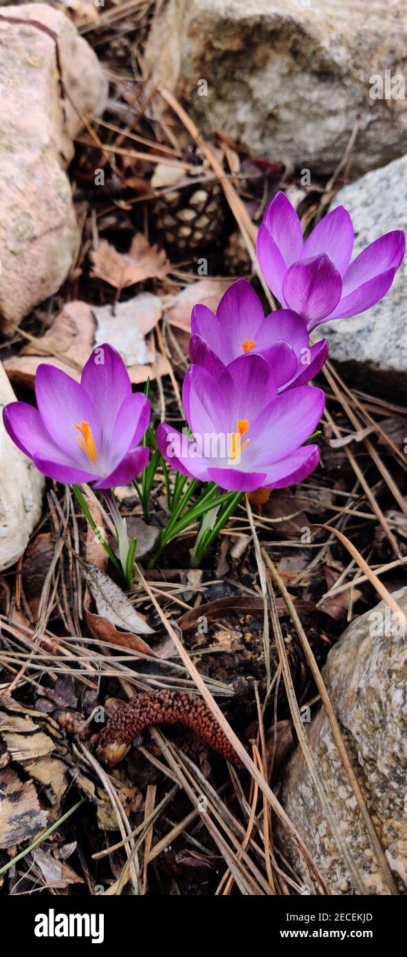 Closeup of purple giant crocuses blooming in the forest Stock Photo - Alamy