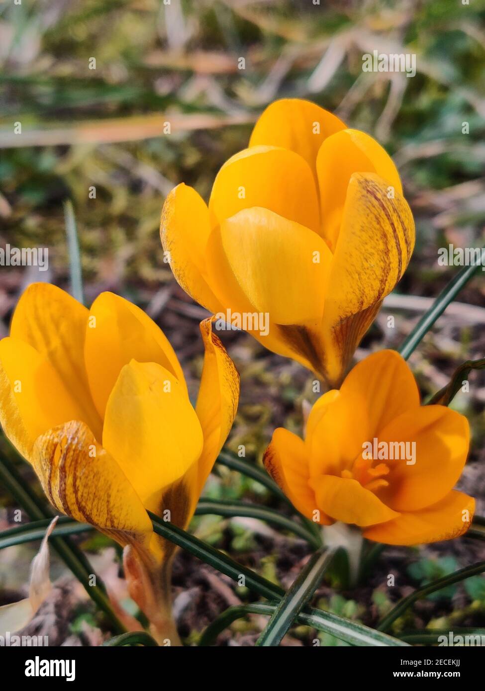 Crocus flavus and species hi-res stock photography and images - Alamy