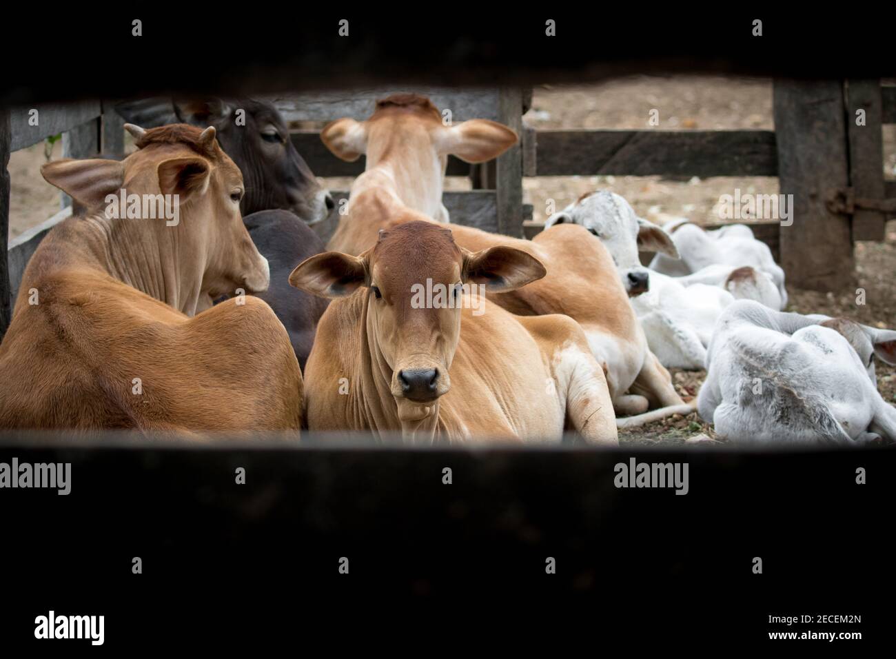 Brazil cattle mato hi-res stock photography and images - Alamy