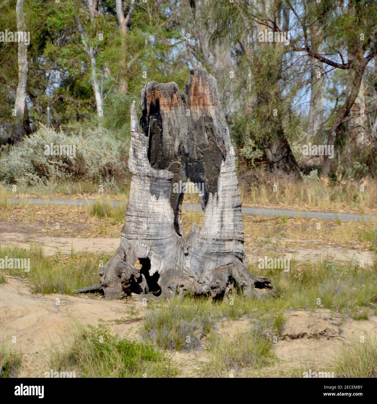 Huge old burnt out dead trunk of a river red gum tree on the banks of ...