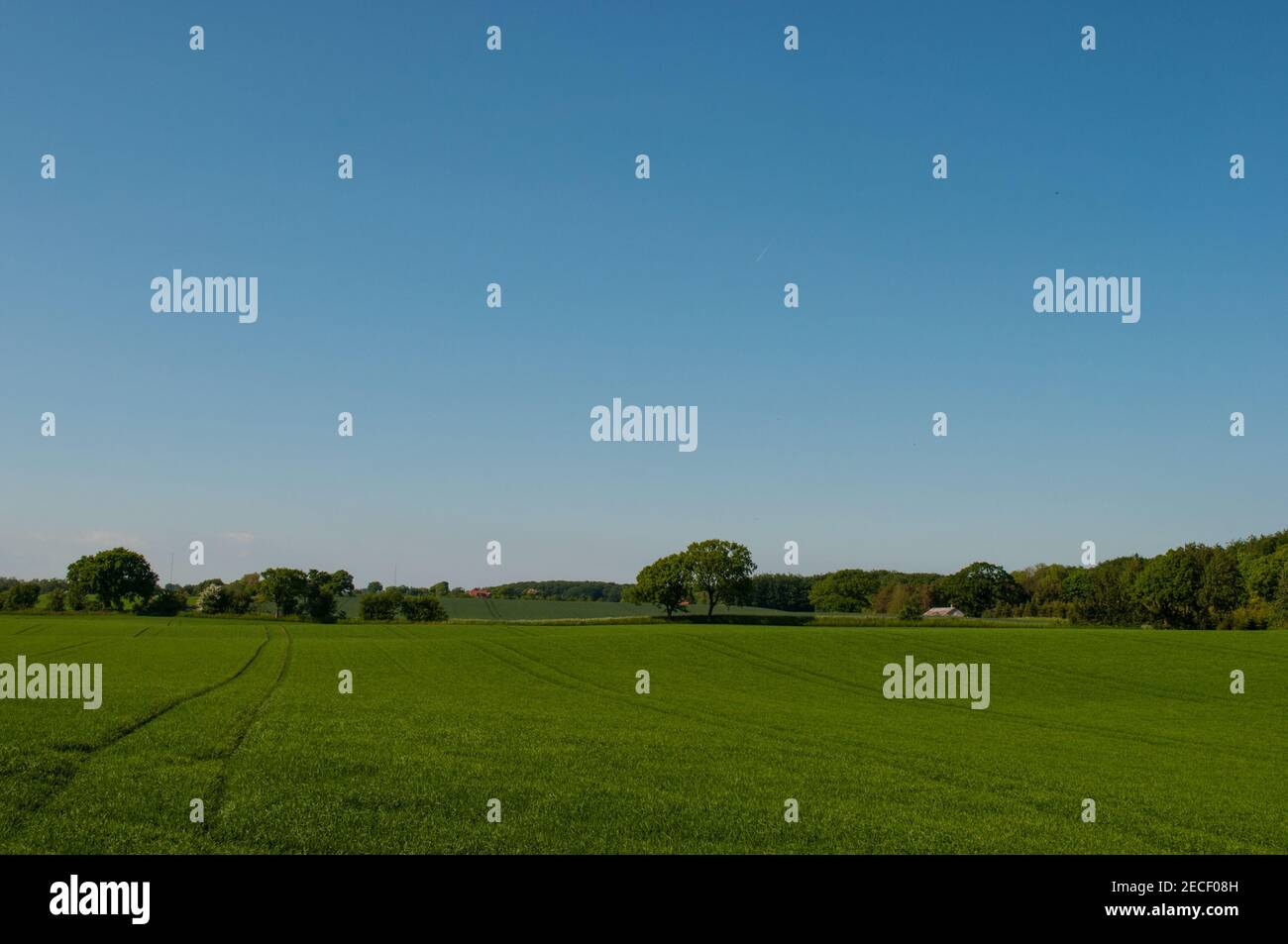 Danish field with trees in the background Stock Photo - Alamy