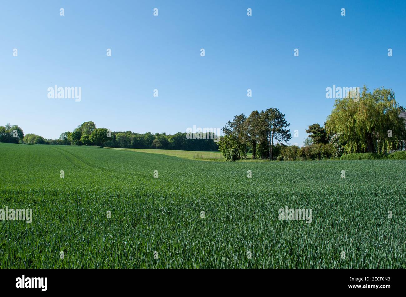 green field in the Danish countryside Stock Photo - Alamy