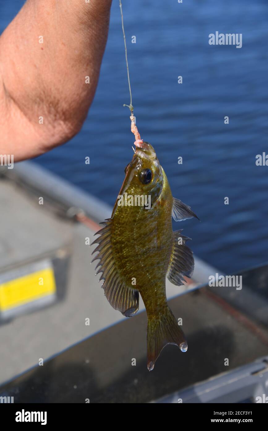 Woman holds up a small bream that she caught in a South Arkansas lake ...