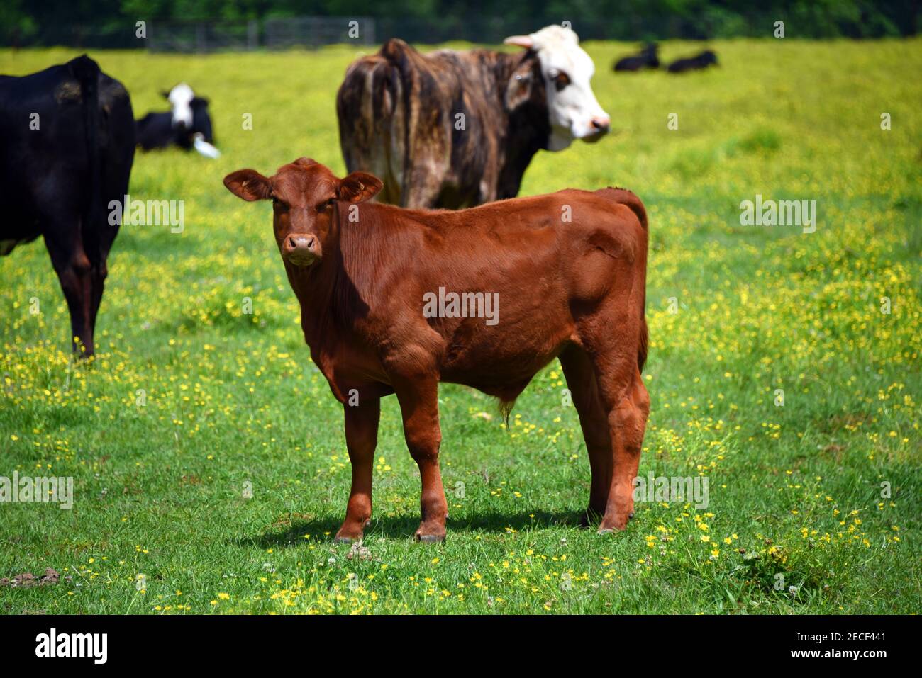 Calf stands hi-res stock photography and images - Alamy