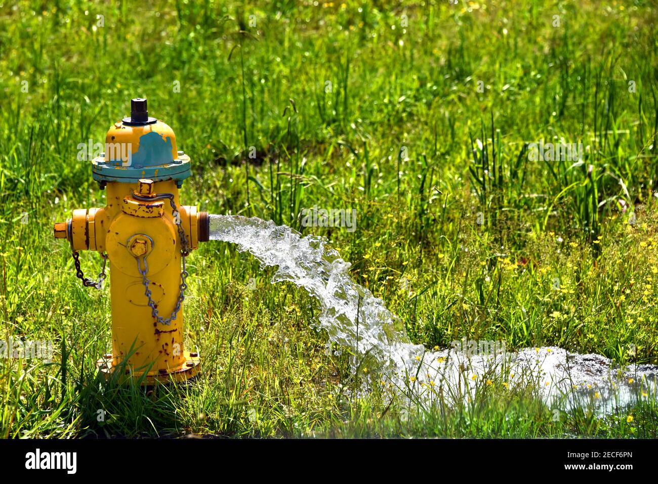 Fire hydrant gushes water as the pipes are flushed and pressure is ...