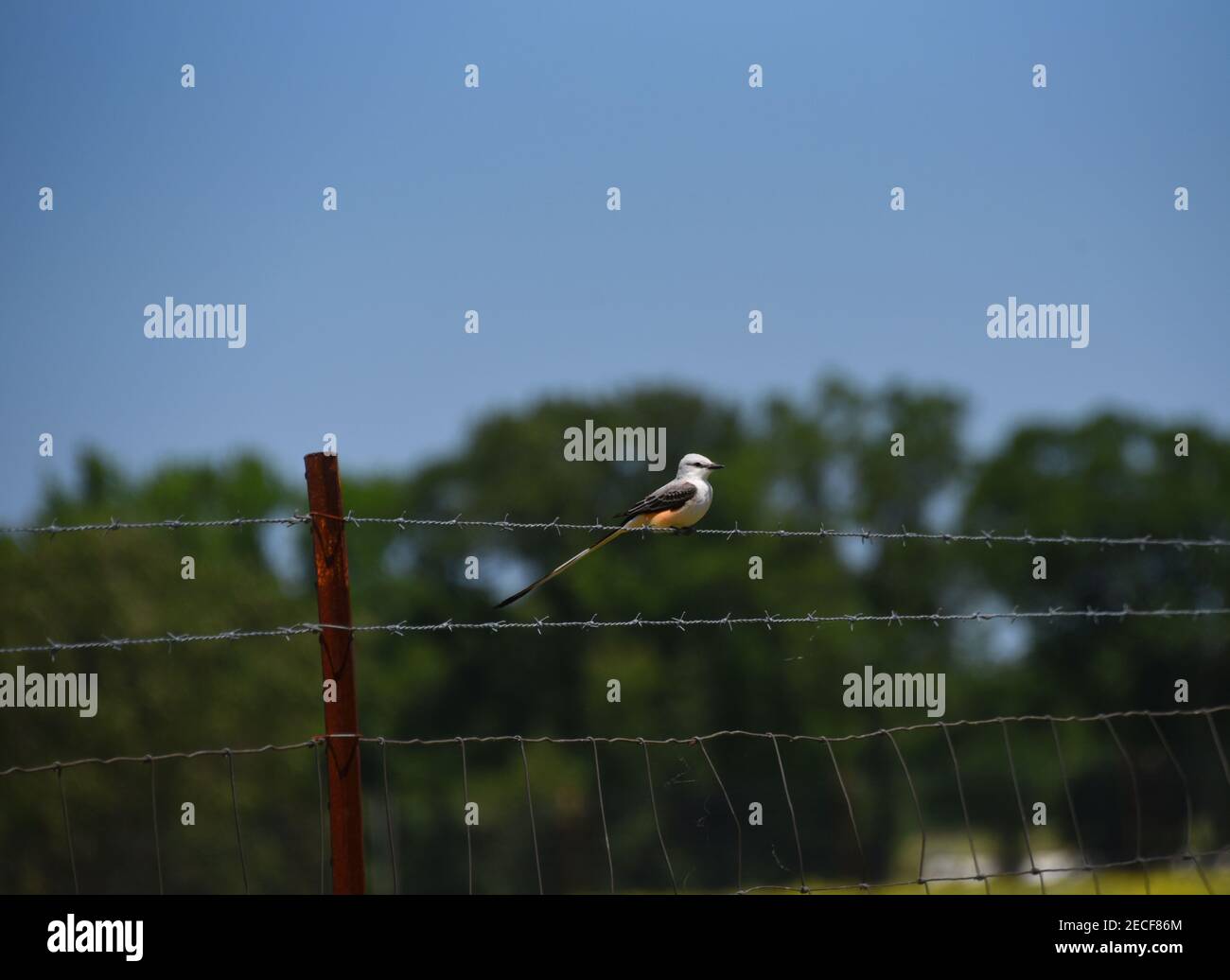 Barbed tail hi-res stock photography and images - Alamy