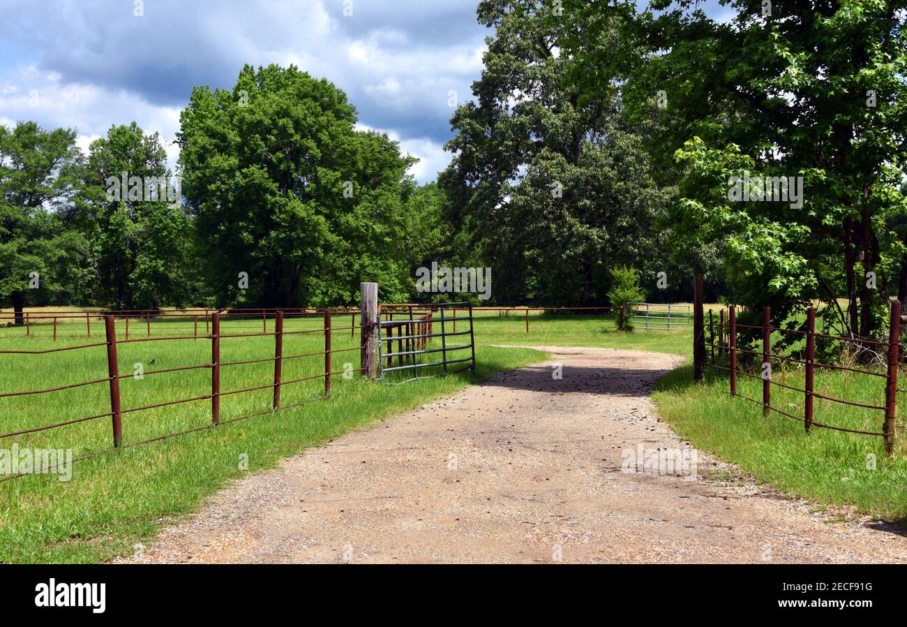 Gravel drive curves around green grassy pastures. Iron fence lines ...