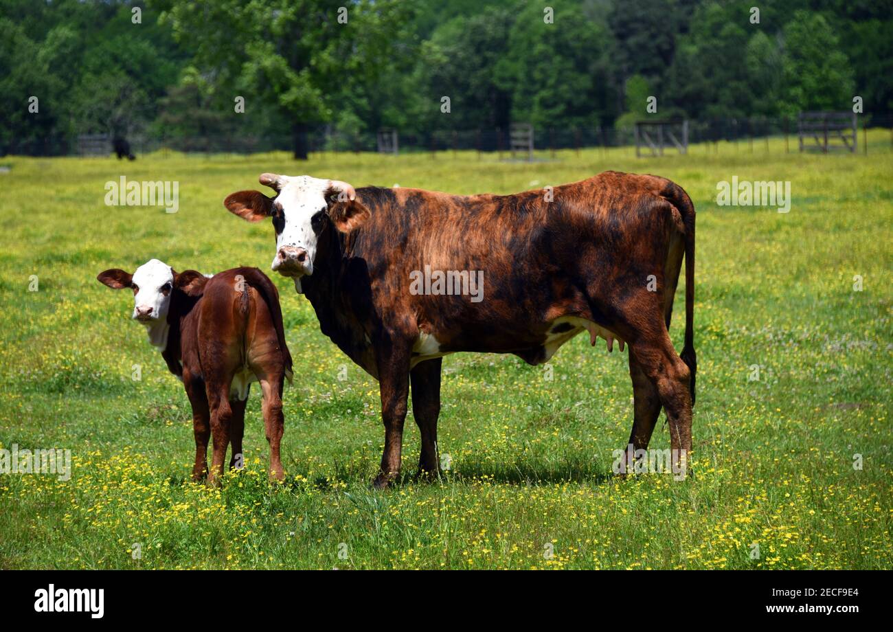 White faced mother and calf stand in a Spring green pasture with small ...