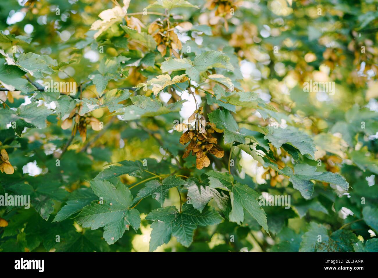 Close-up of a maple tree branch with seeds Stock Photo - Alamy
