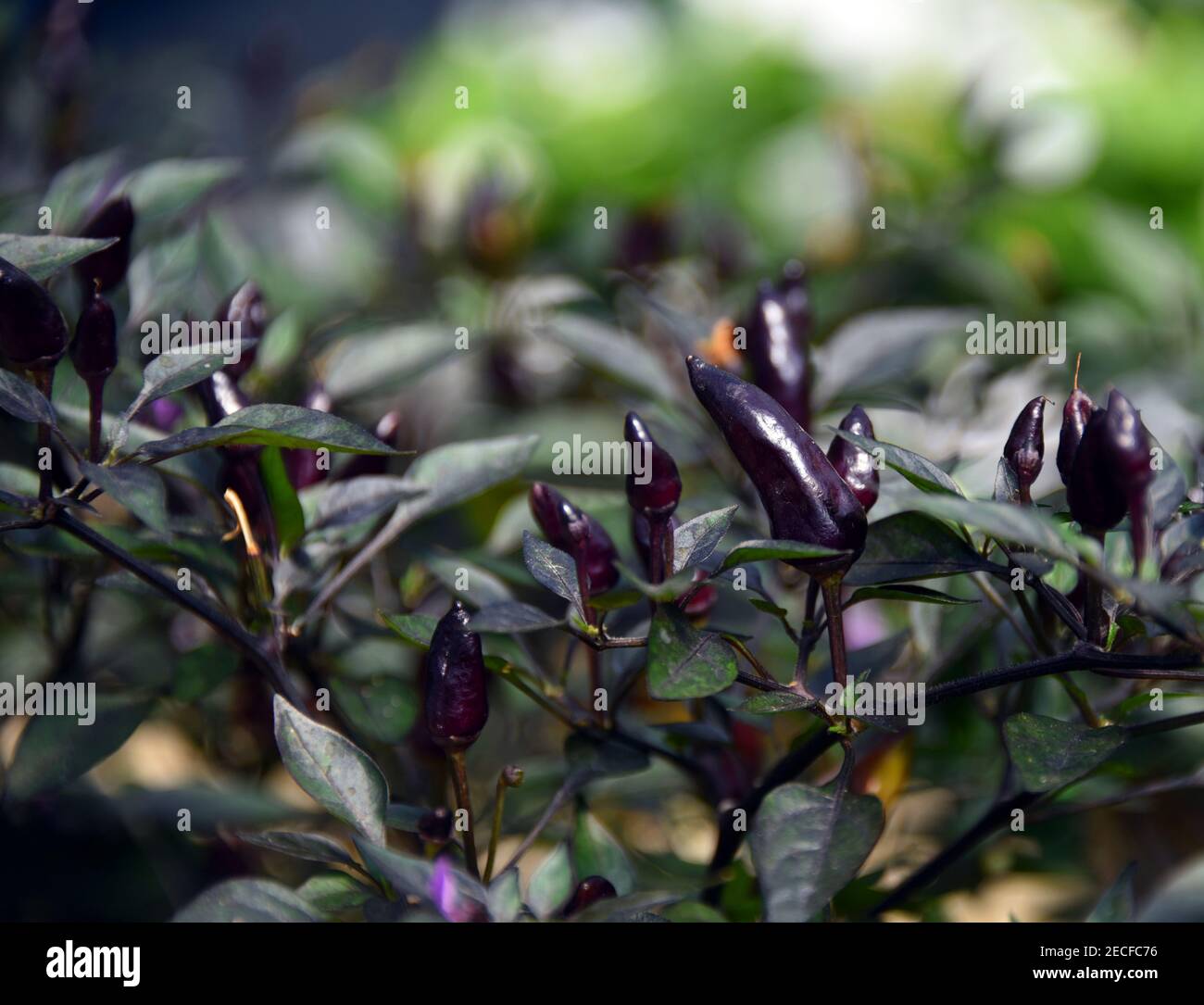 Ornamental peppers hi-res stock photography and images - Alamy