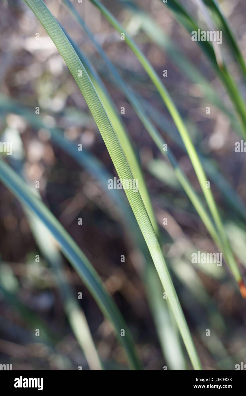 Simple rosulate distally cuspidate linear denticulately margined leaves ...