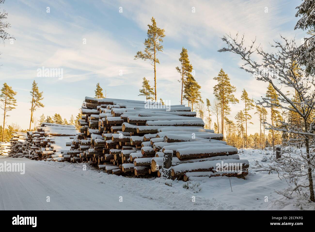 Beautiful winter view of snowy wood logs on rare pine trees and pale ...