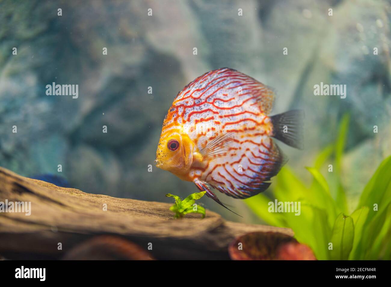 Close up view of gorgeous checkerboard red map discus aquarium fish ...