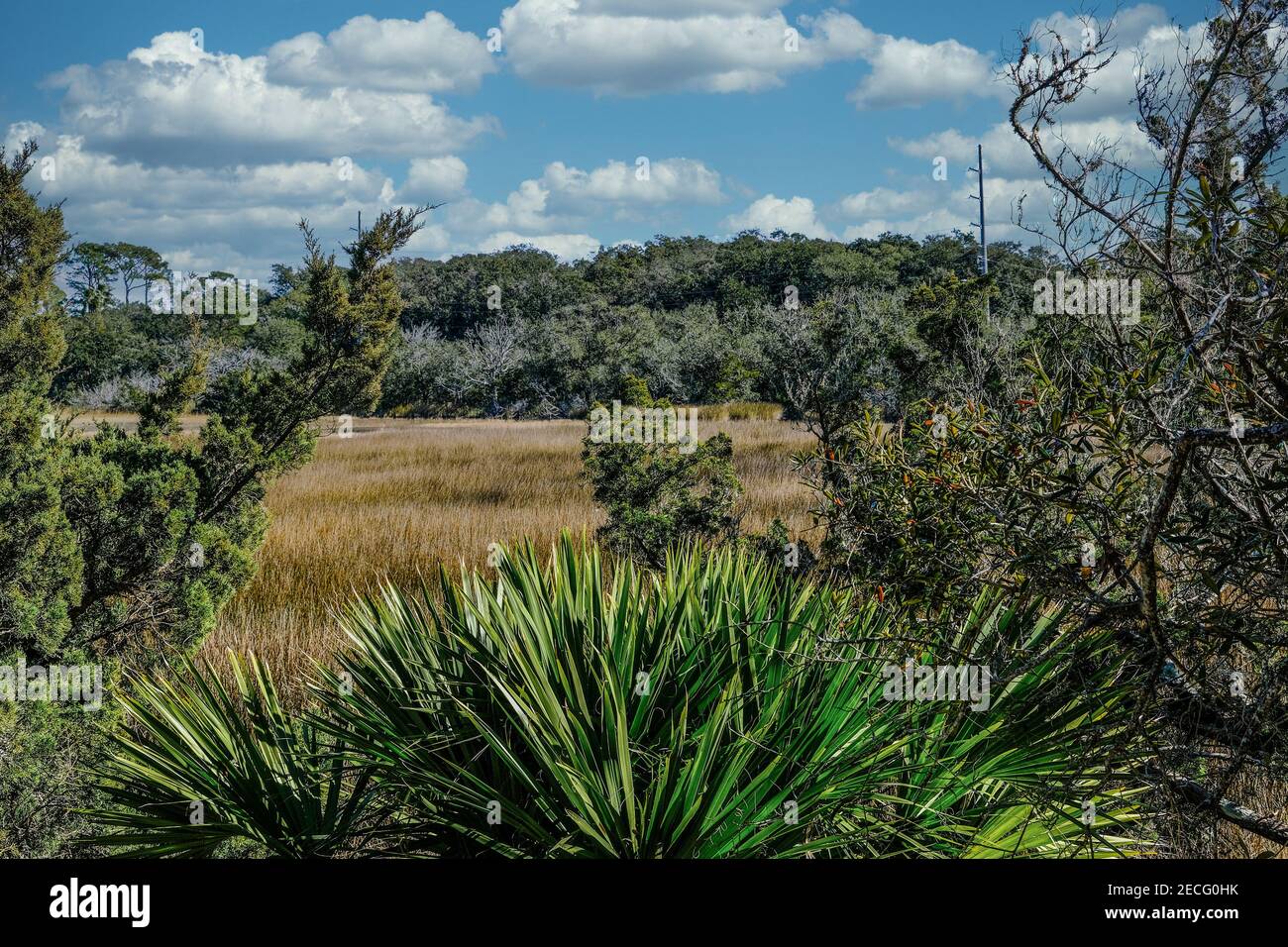 Marsh Beyond Trees and Palms Stock Photo - Alamy