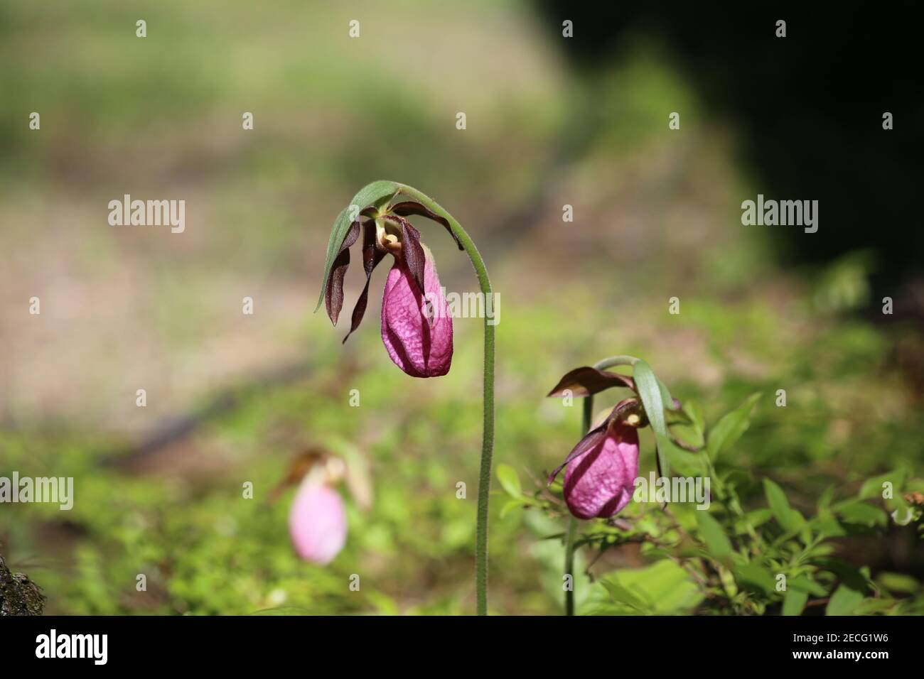 Pink Lady's Slipper or Moccasin Flower Orchid wildflower, North America ...