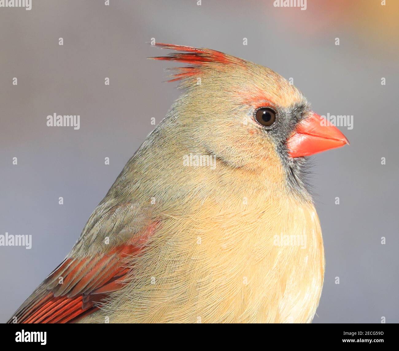 Portrait of northern cardinal hi-res stock photography and images - Alamy
