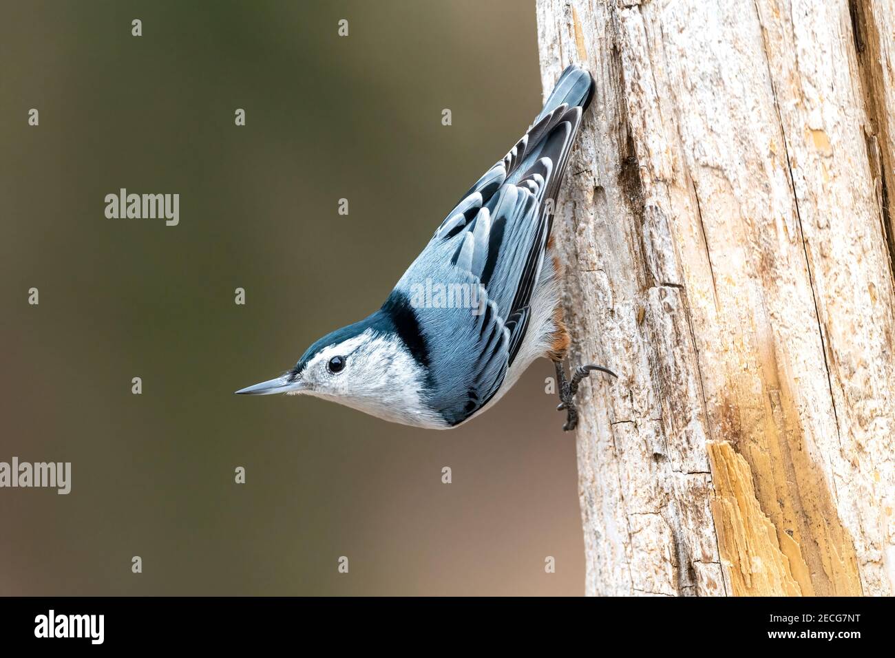 Eastern nuthatch hi-res stock photography and images - Alamy