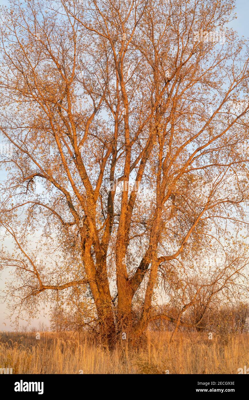 Eastern cottonwood (Populus deltoides) at sunset, Autumn, E USA, by ...