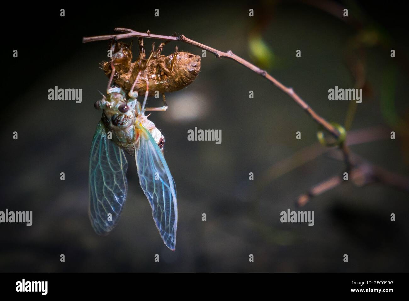 cicada emerges from its exoskeletin in the night revealing its vibrant ...