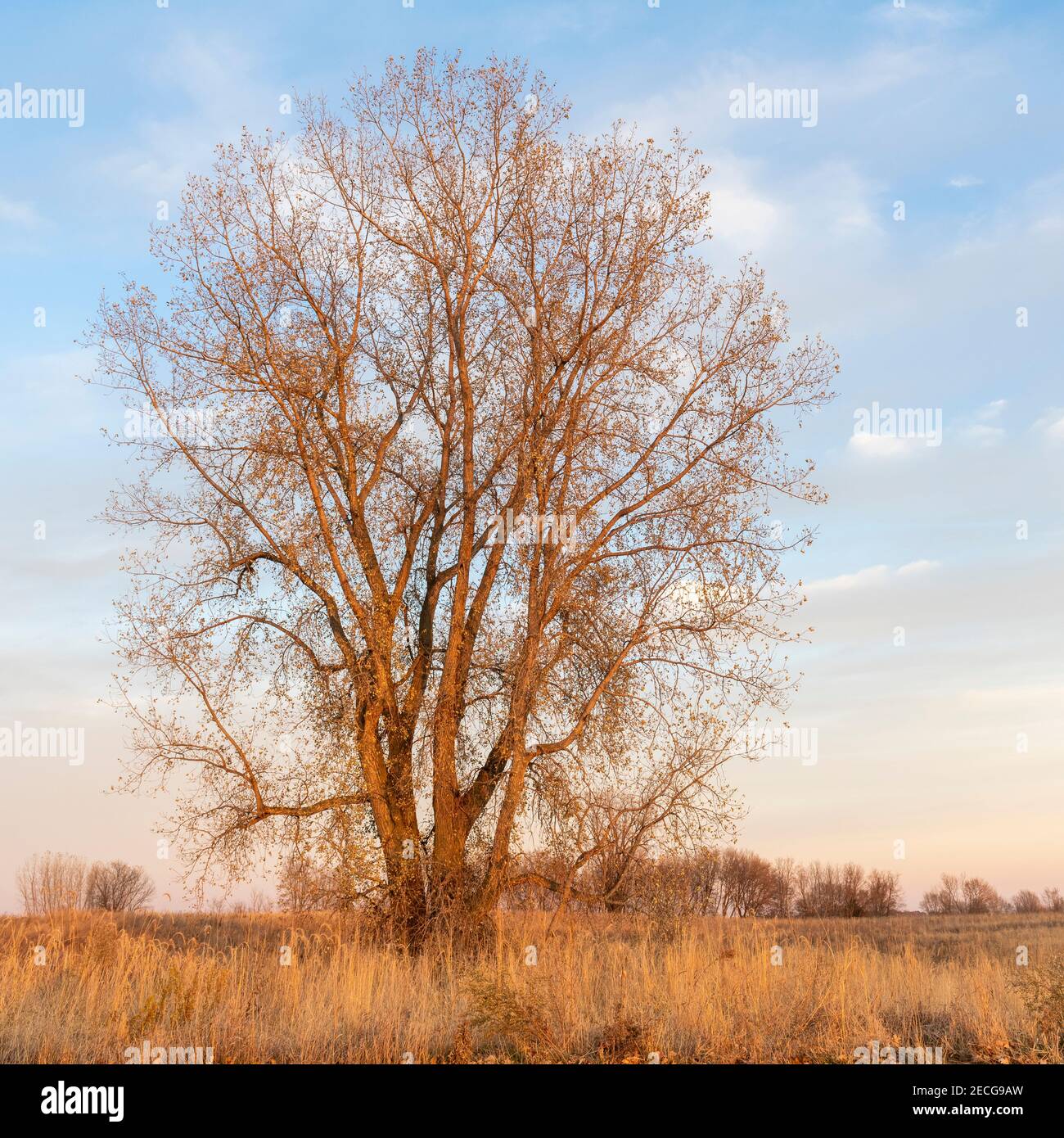 Eastern cottonwood (Populus deltoides) at sunset, Autumn, E USA, by ...