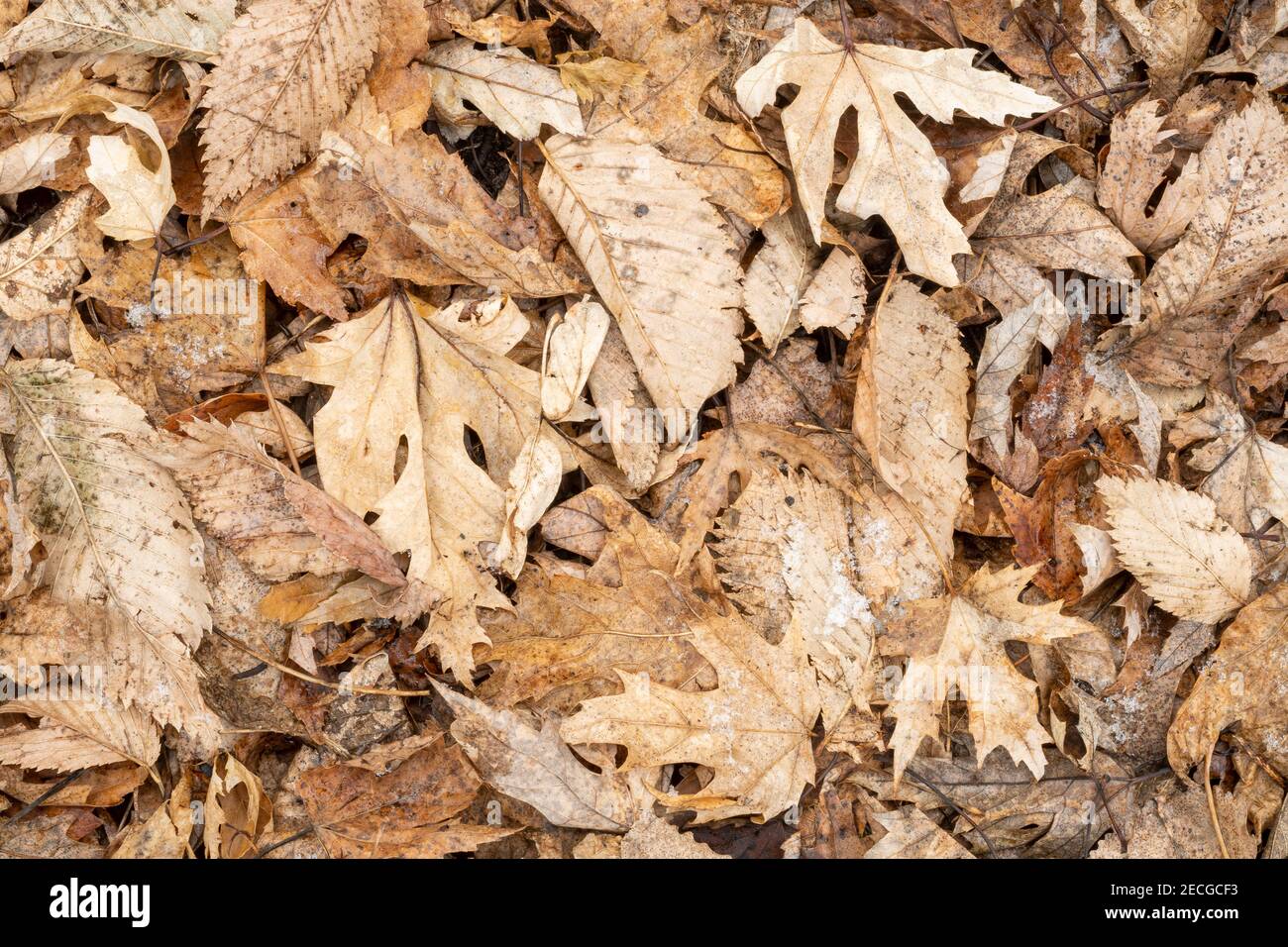 Oak and Elm leaf litter on forest floor lightly covered with snow, E ...