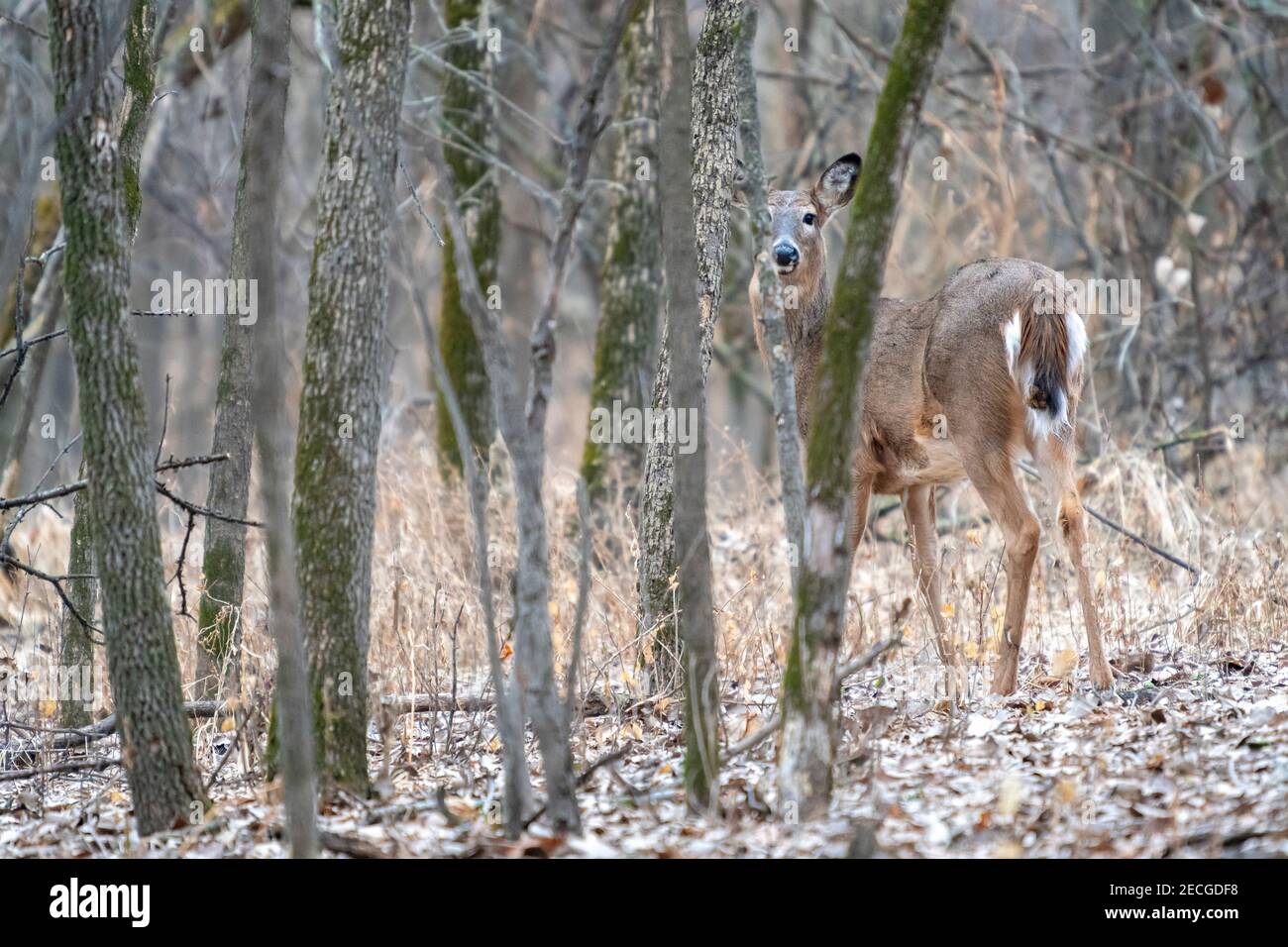 White-tailed deer doe (Odocoileus virginianus) bedded down, early ...