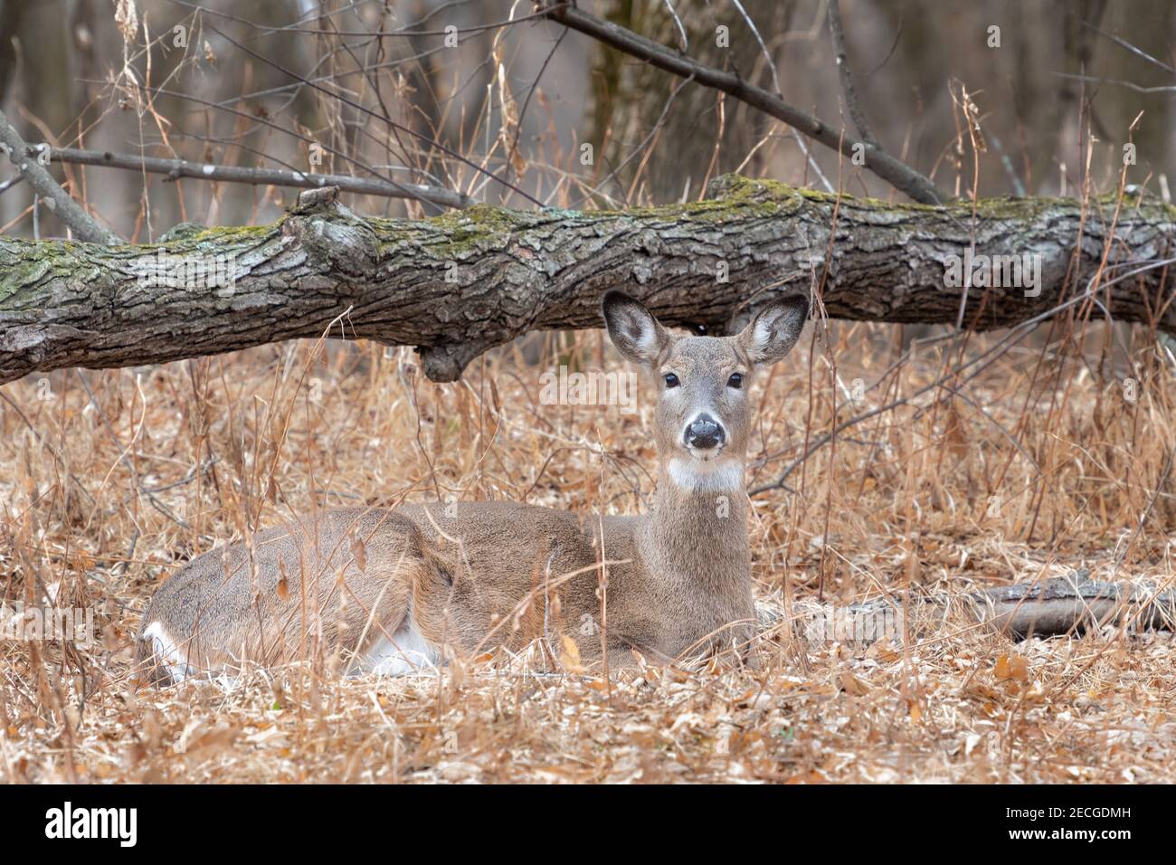 Eastern whitetail deer hi-res stock photography and images - Alamy