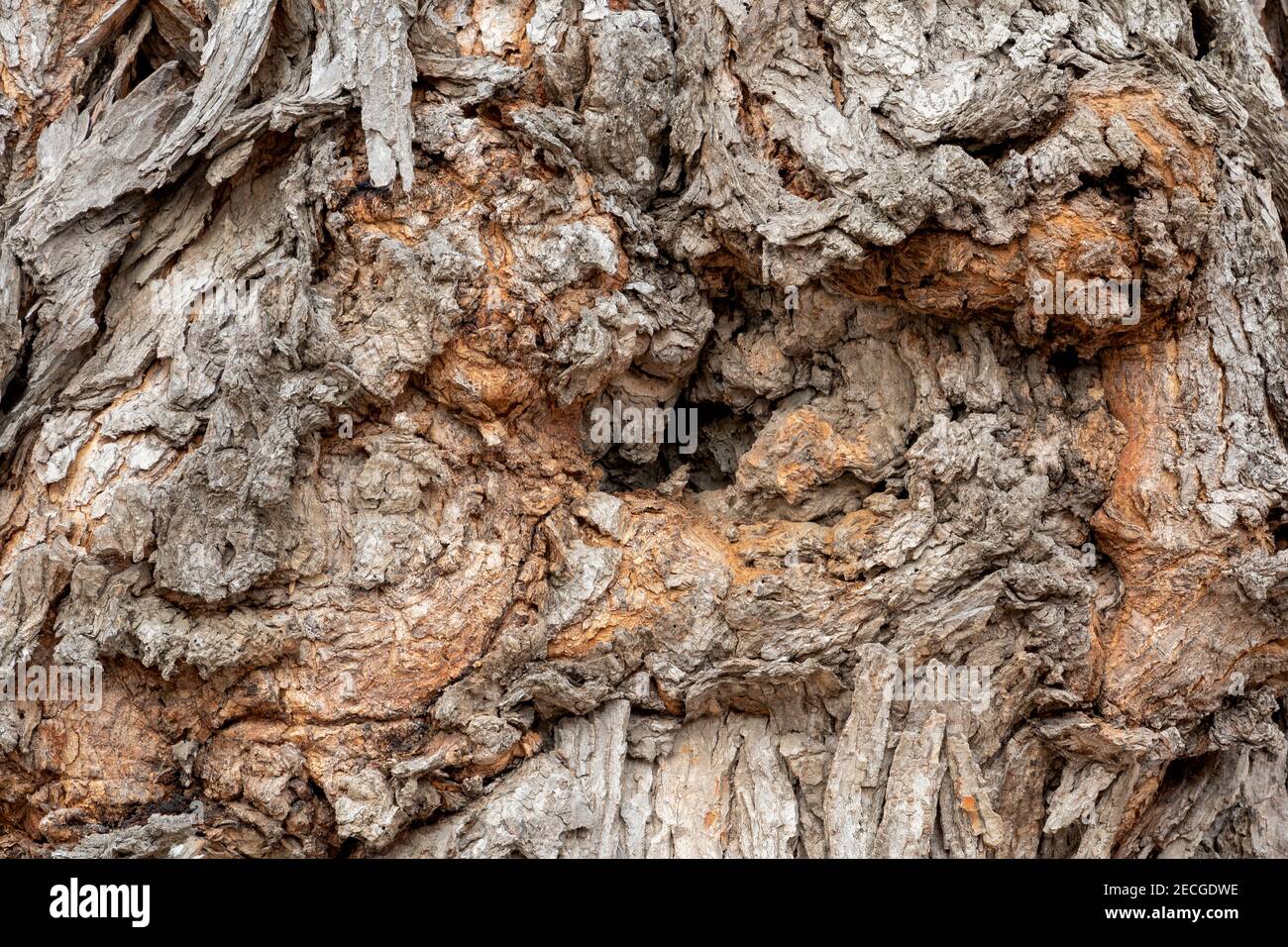 Bark of Silver Maple (Acer saccharinum), knots, E USA, by Dominique ...