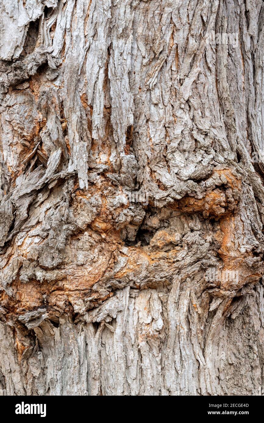Silver maple acer saccharinum hi-res stock photography and images - Alamy