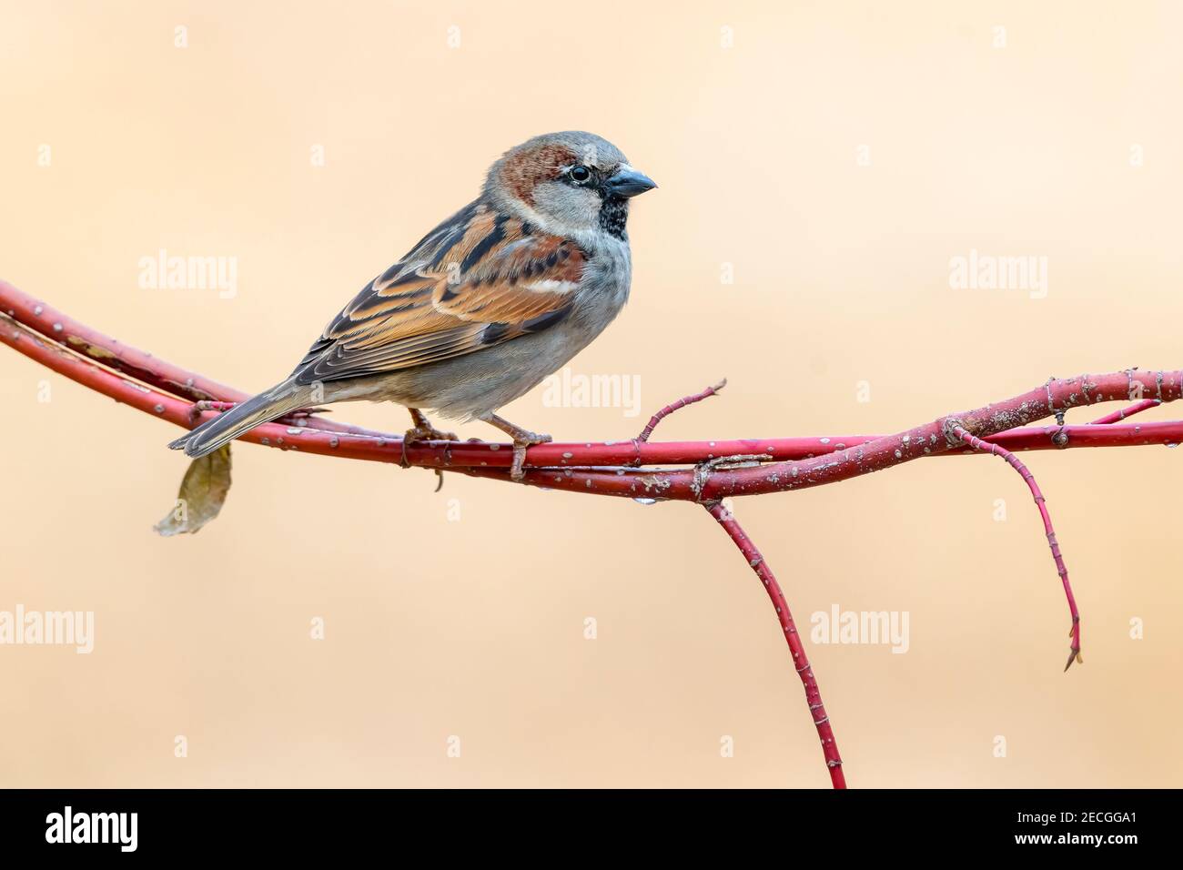Common at birdfeeders hi-res stock photography and images - Alamy