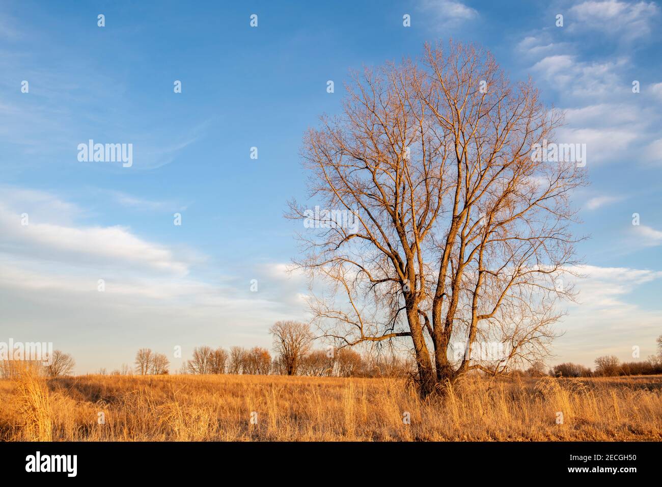 Eastern Cottonwood tree (Populus deltoides), Eastern USA, by Dominique ...