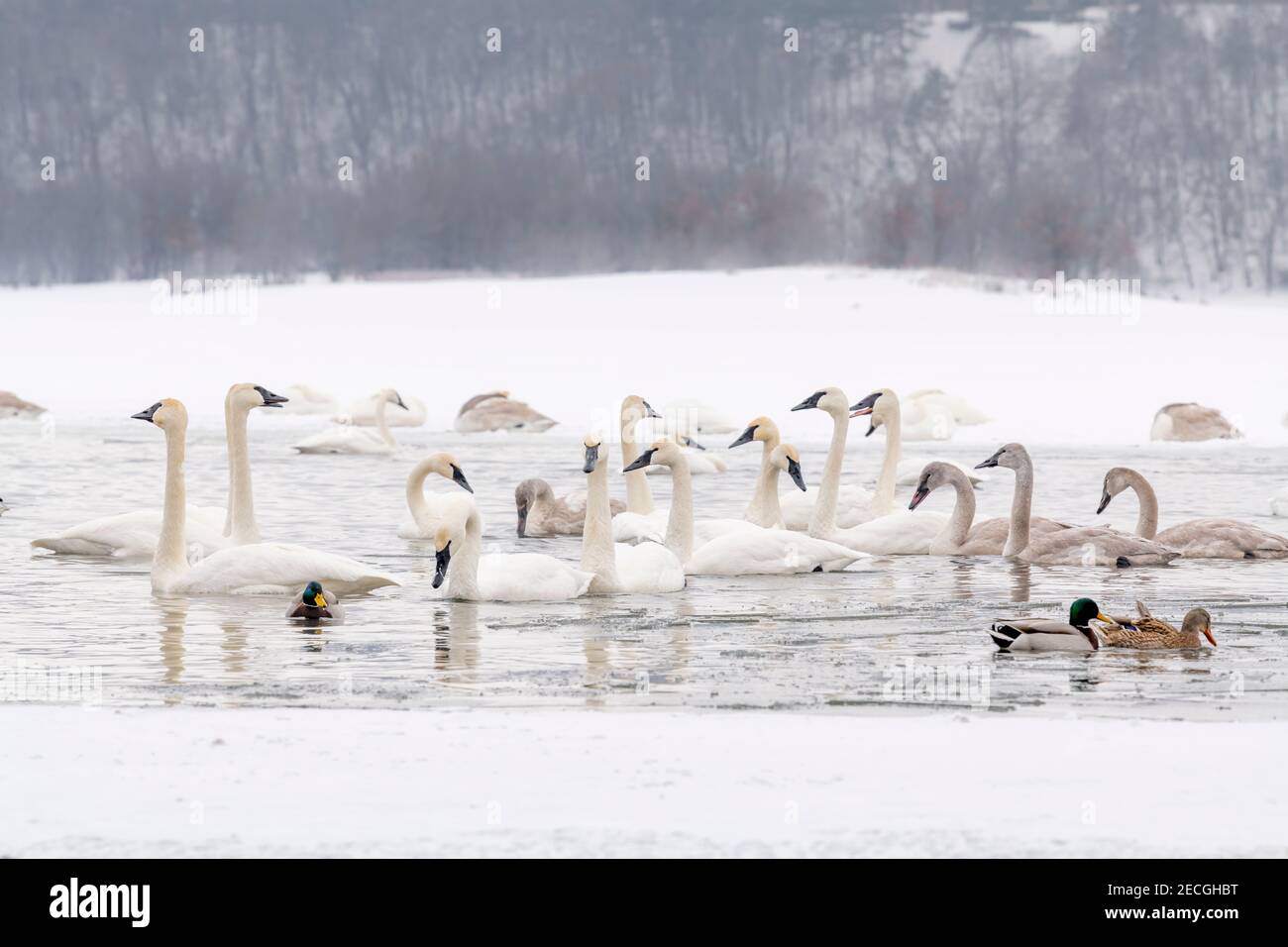 Trumpeter swans (Cygnus buccinator) and Mallard Ducks (Anas ...