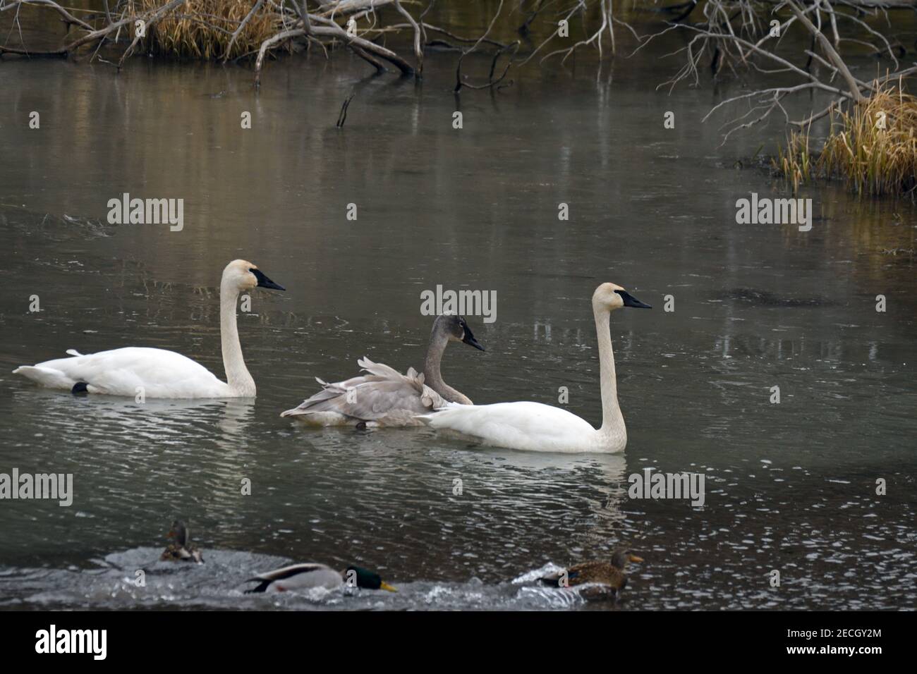 A pair of adult trumpeter swans with one juvenile in Mission Creek at ...