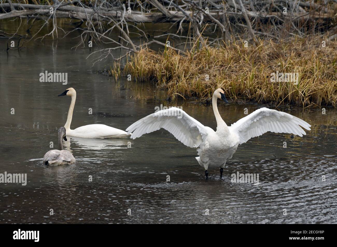 Trumpeter swans, two adults and one immature, in Mission Creek at the ...