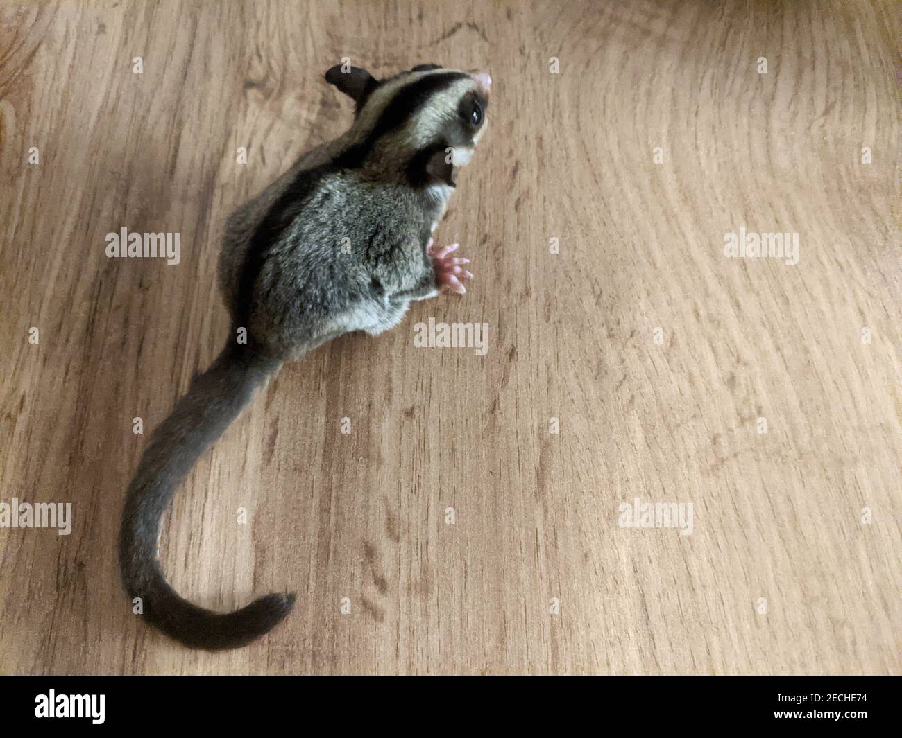 Cute young sugar glider sitting on beige wooden board Stock Photo - Alamy
