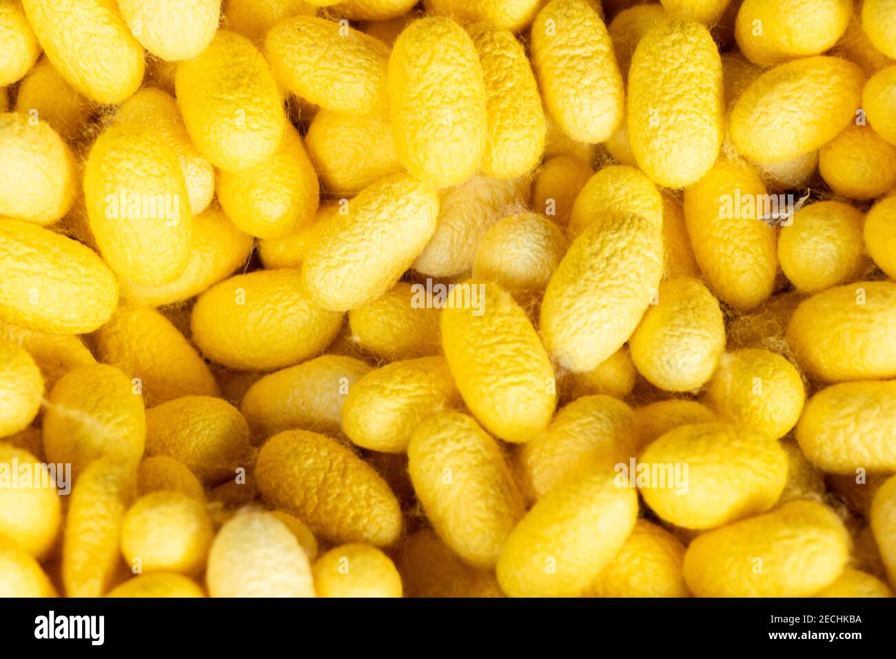 Group of silkworm in yellow cocoon stage background Stock Photo - Alamy