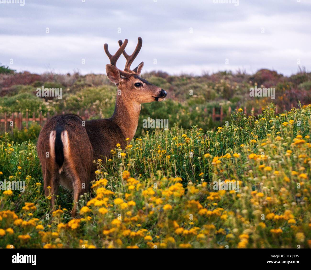 Point dune state preserve hi-res stock photography and images - Alamy