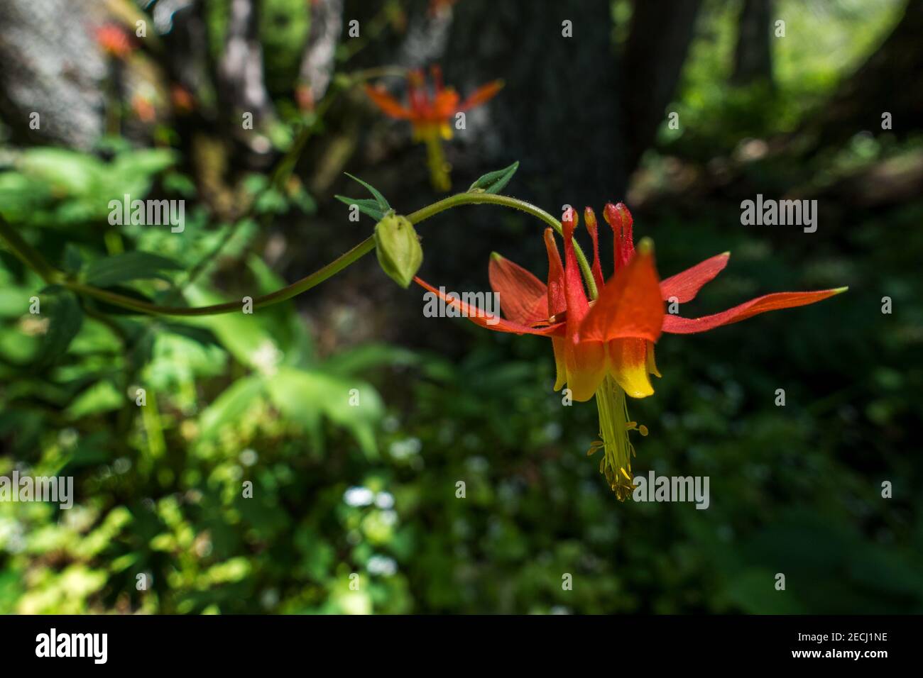 Red columbine aquilegia canadensis hi-res stock photography and images ...