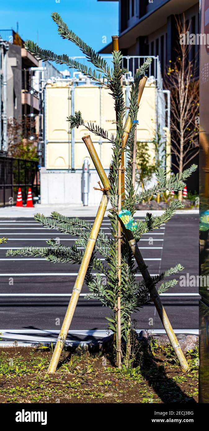 A freshly planted tree is supported by 3 support beams, to ensure it ...